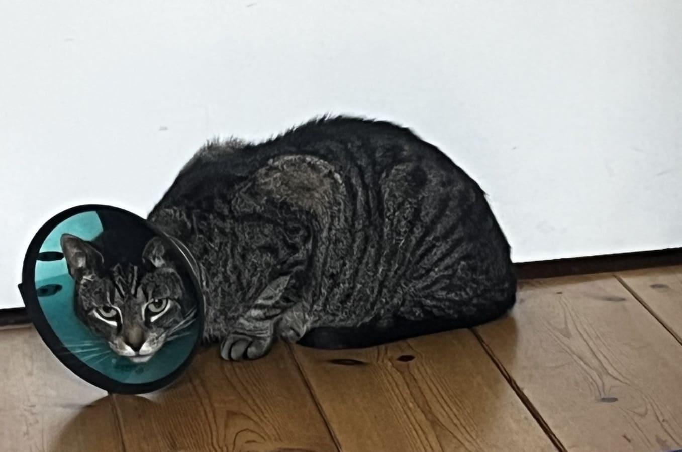 Heb jij Cello, Mac of Luna gezien? Deze vier huisdieren worden in ...