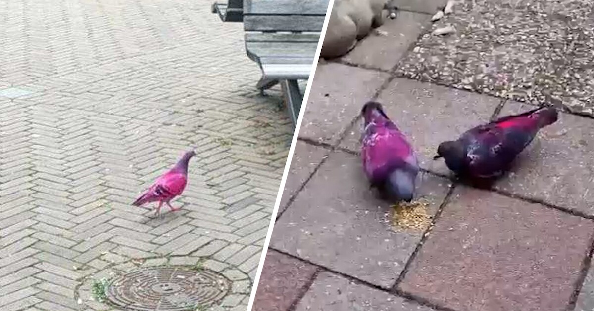 Stadsduiven in Emmeloord kleuren knalroze: ‘Kan langzame dood betekenen ...