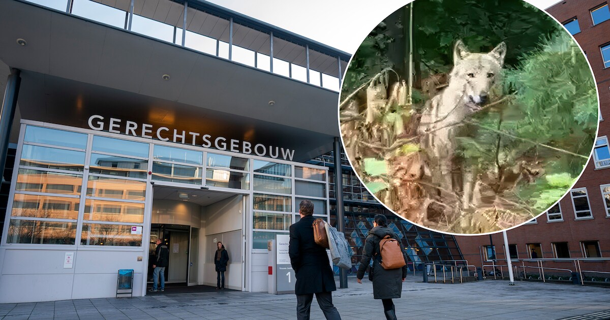 Provincie Utrecht en natuurbeschermers botsen in rechtszaal over wolf ...