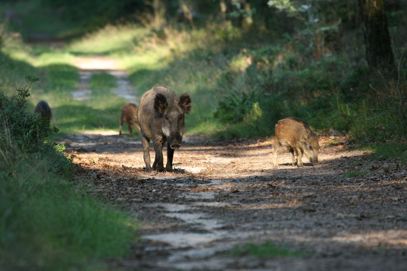 Arnhem: op zoek naar wilde zwijnen op Veluwezoom | Foto | AD.nl