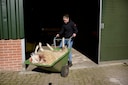 Wolf bijt op klaarlichte dag schaap van Loes (17) dood in Eibergen: ‘Ze ...