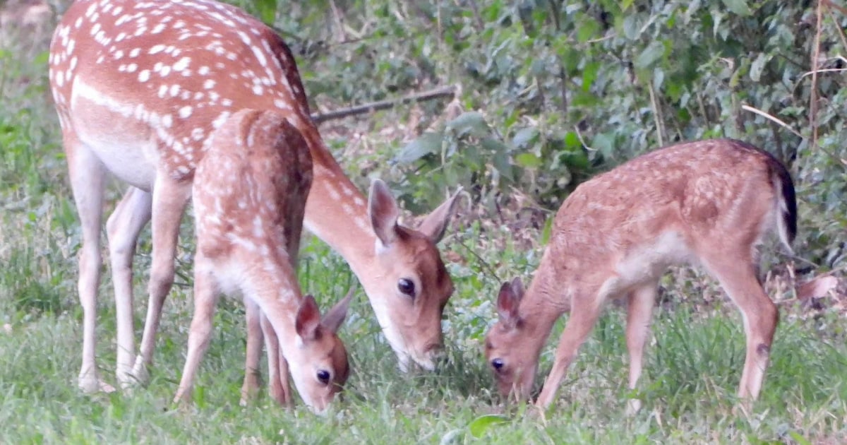 Roedel damherten verwelkomt unieke kalfjes: ‘Een speling van de natuur ...