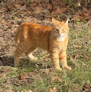 Heb jij Dotje, Tijger of Bishie gezien? Deze vijf huisdieren worden in ...