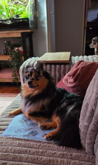 Badderende hondjes en smeltende ijsjes: stuur je leukste hittefoto in ...