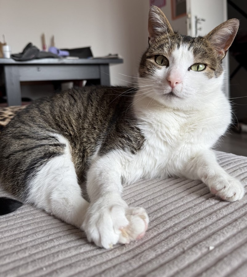 Heb jij Elloit, Guus of Bluey gezien? Deze zes huisdieren worden in ...
