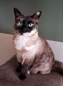 Heb jij Kimba, Ceesje of Fluffy gezien? Deze 10 huisdieren worden in ...