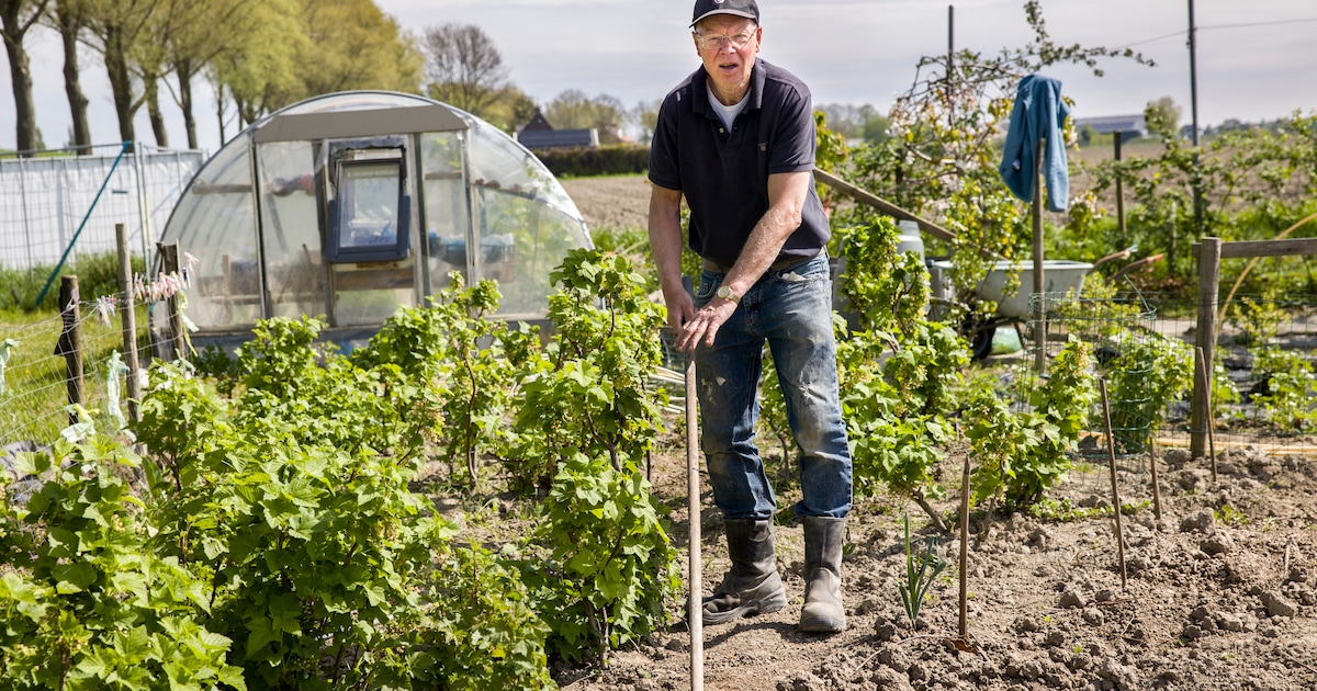 Na eieren ook geen groenten meer uit eigen tuin? Toxicoloog stelt ...