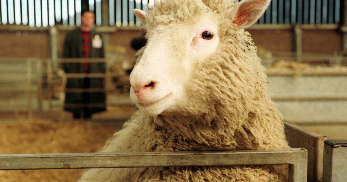 Het klonen van schaap Dolly opende de deur voor nieuw medicijnonderzoek ...