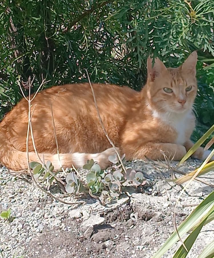 Heb jij Pim of Lexie gezien? Deze twee huisdieren worden in Westerveld ...