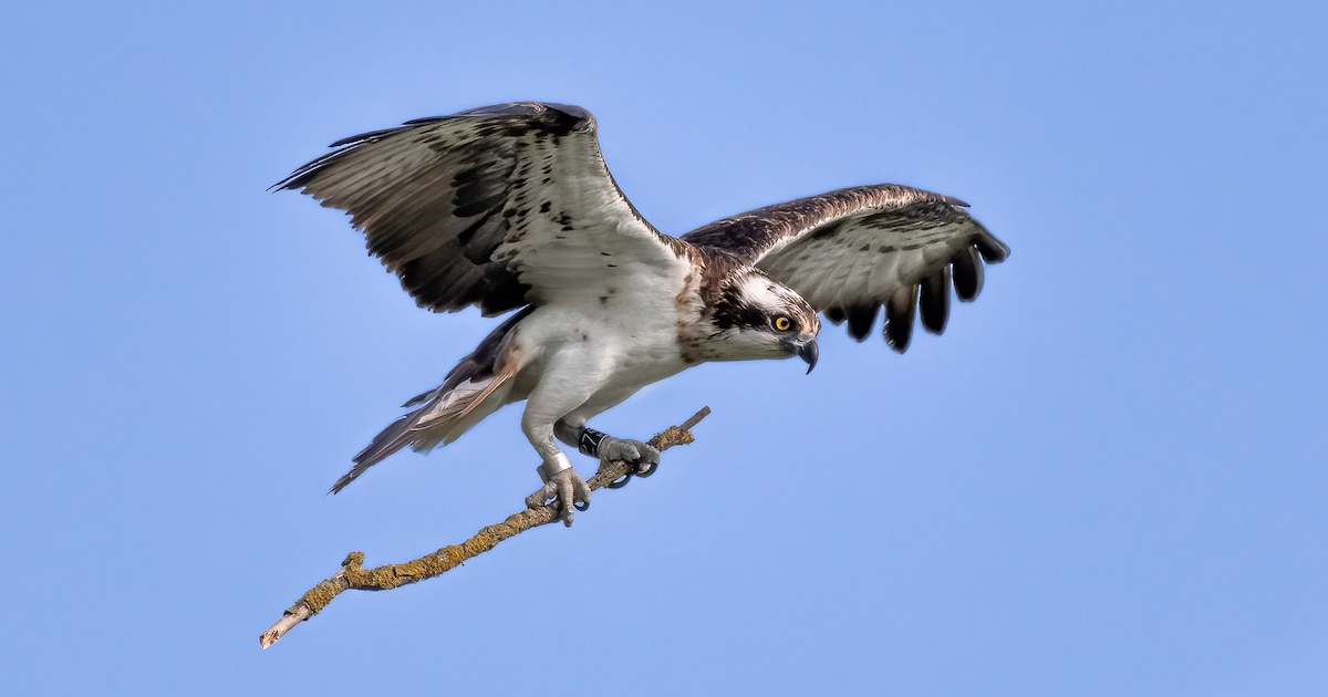 Visarend brengt met zijn komst natuurfotografen op de been: ‘Het is ...