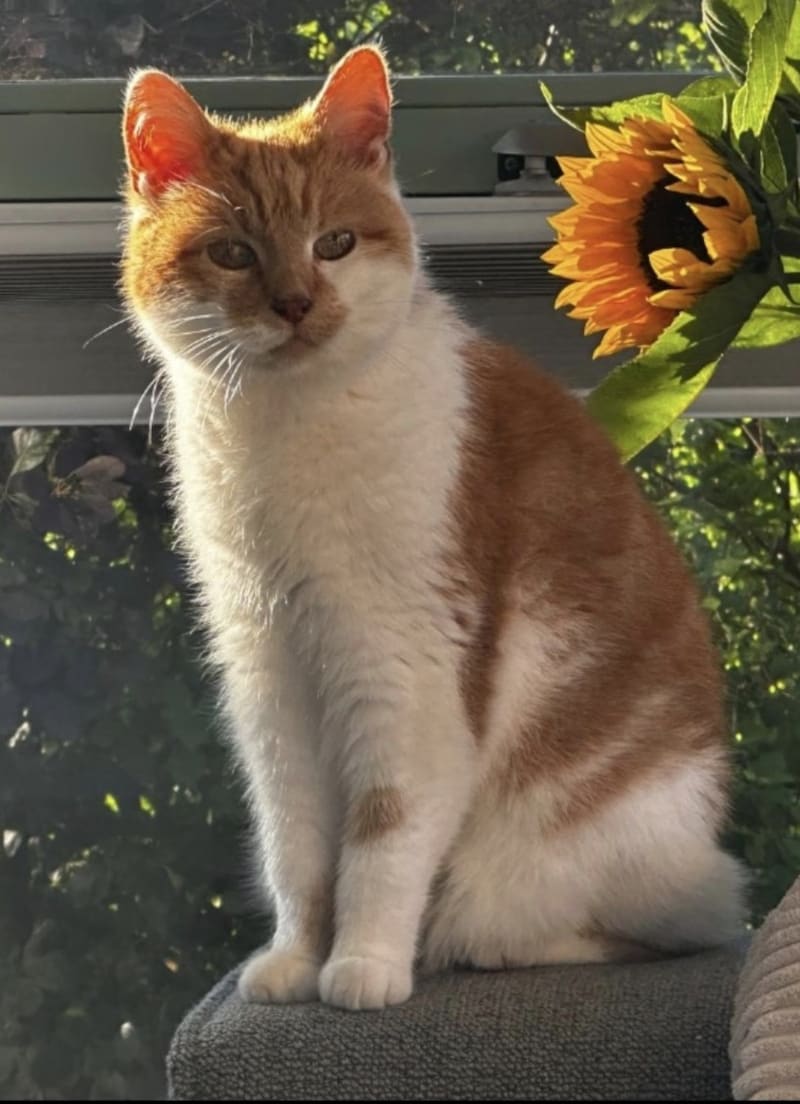 Heb jij Dobber, Poetie of Bella gezien? Deze vijf huisdieren worden in ...