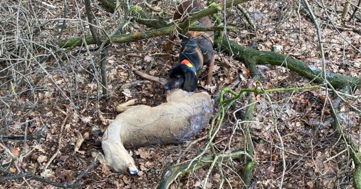 Loslopende honden bijten ree dood in het bos: ‘Het vrouwtje is ...