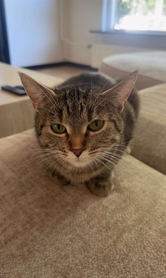 Heb jij Dolly, Nora of Moos gezien? Deze drie huisdieren worden in ...
