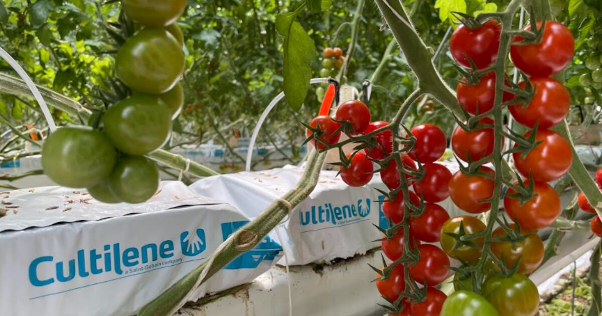 Tomatoworld vindt met Eminent Food afnemer voor 40 soorten trostomaten ...