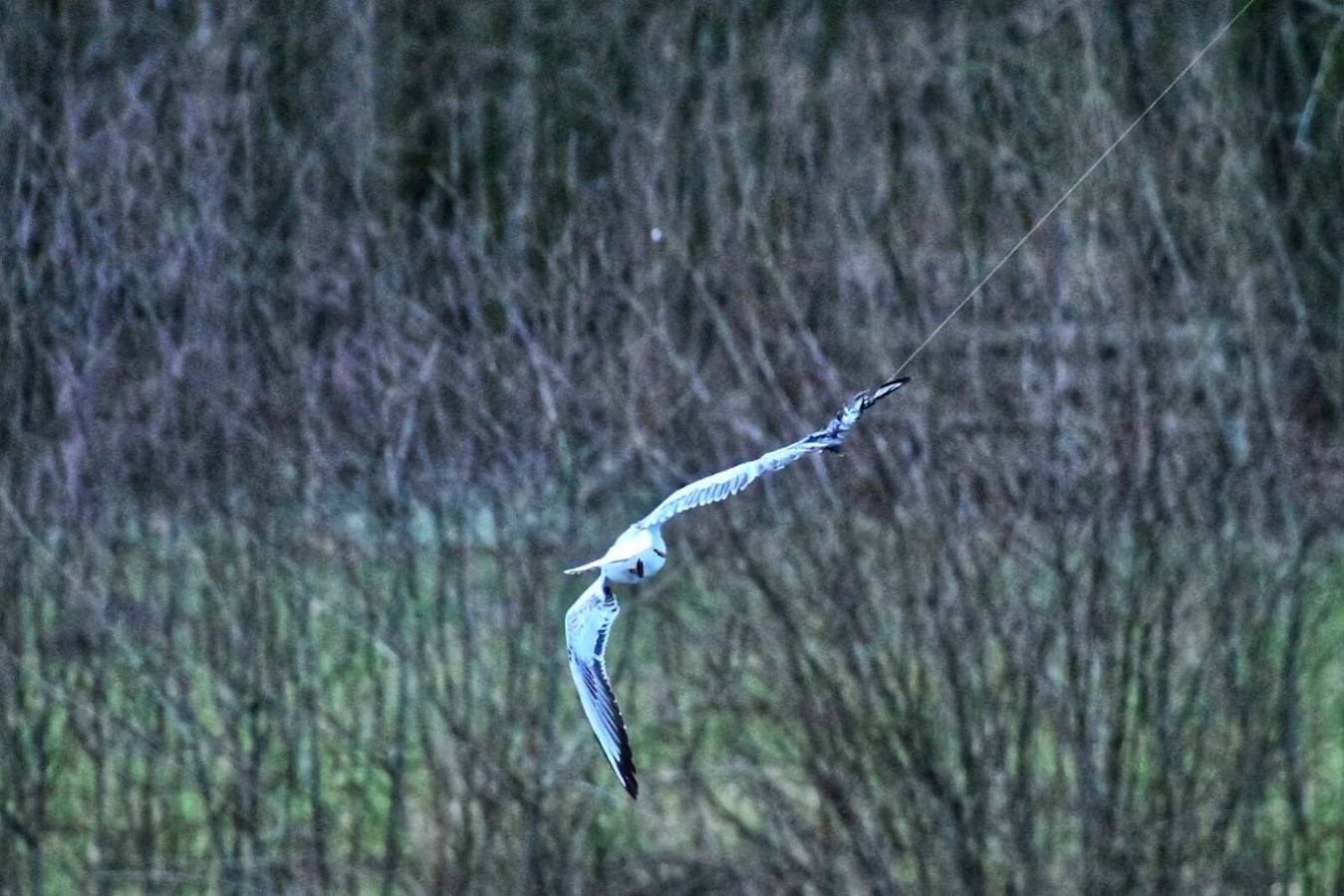 Jachtopzichter bevrijdt meeuw met schot hagel van visdraad | Foto | AD.nl