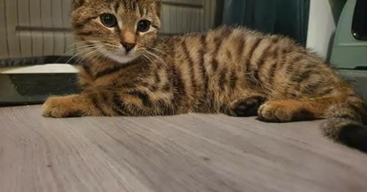 Heb jij Yoshi of Boeffie gezien? Deze twee huisdieren worden in Woerden ...