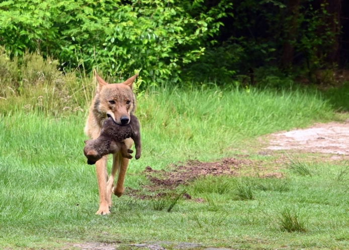 Er komen nieuwe wolvenwelpjes aan: gaan er weer natuurgebieden ...