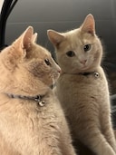 Heb jij Rosco, Rosi of Luna gezien? Deze drie huisdieren worden in ...