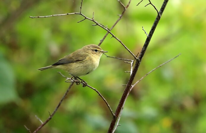 Tjiftjaf, roodborst, scholekster: Utrecht zit vol met vogels en dankzij ...