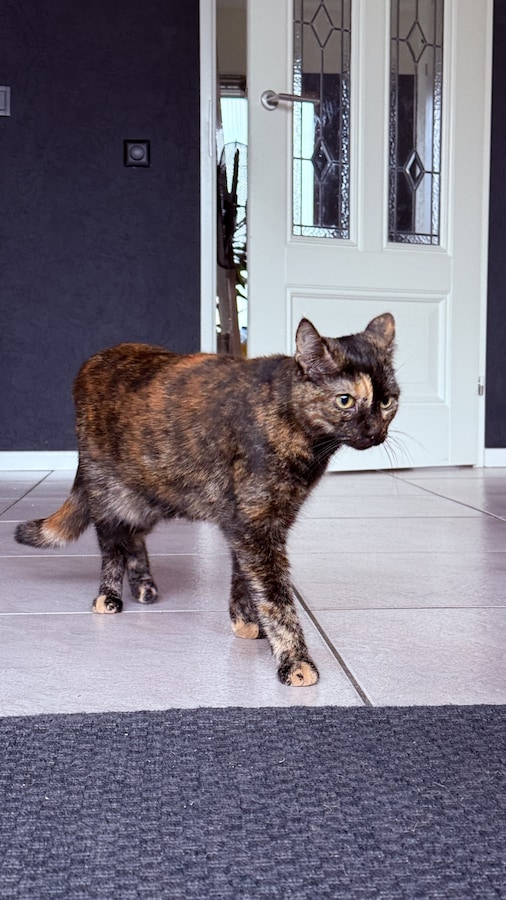 Heb jij Droppie, Alicia of Mini gezien? Deze negen huisdieren worden in ...