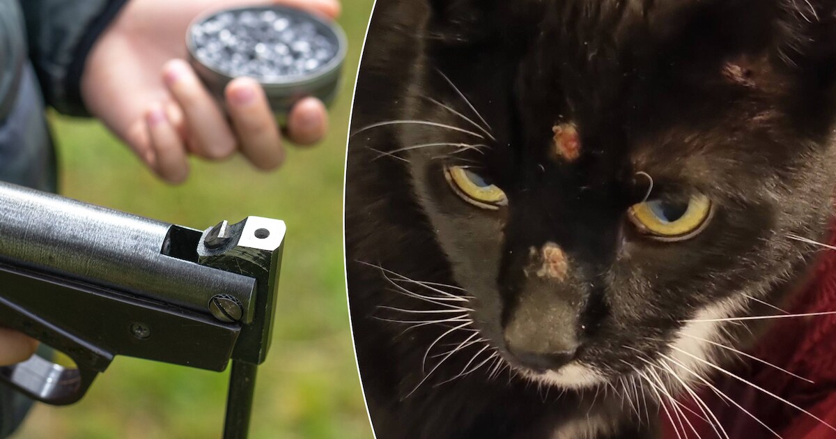 Als kat Mara thuiskomt met vreemde wond tussen haar ogen blijkt ze te ...