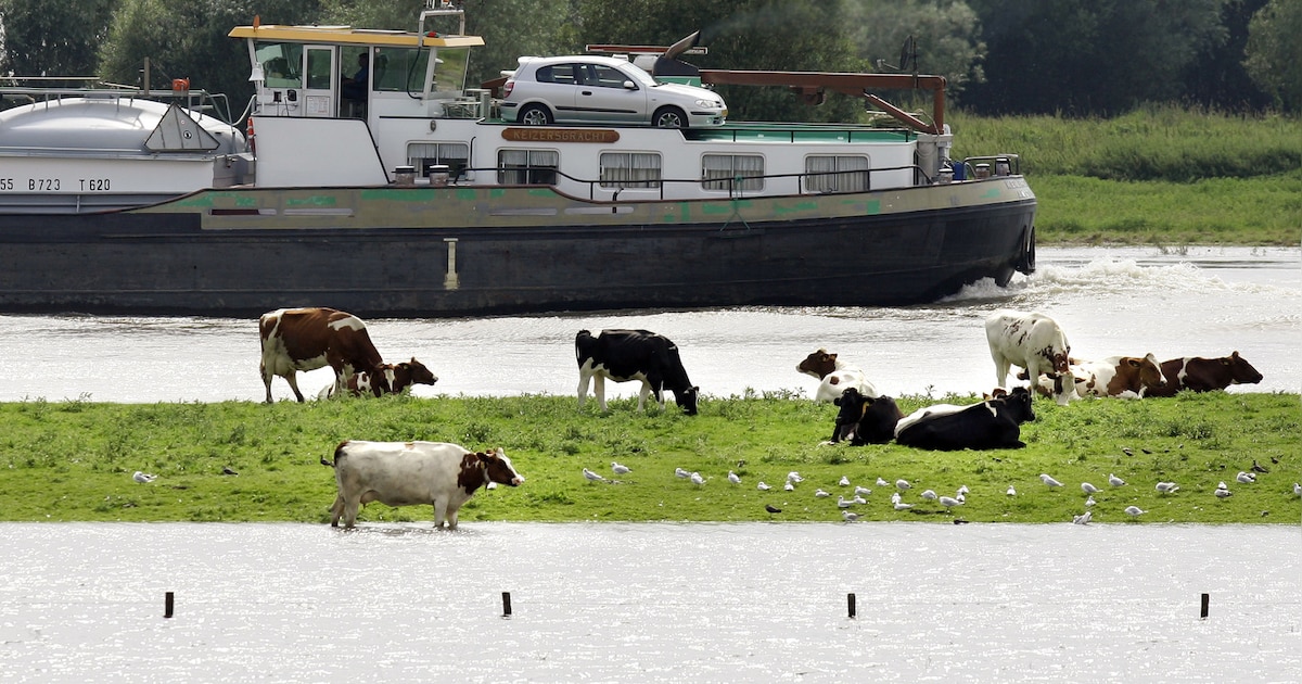 Waterschap waarschuwt voor sterke stroming in rivieren | Binnenland | AD.nl
