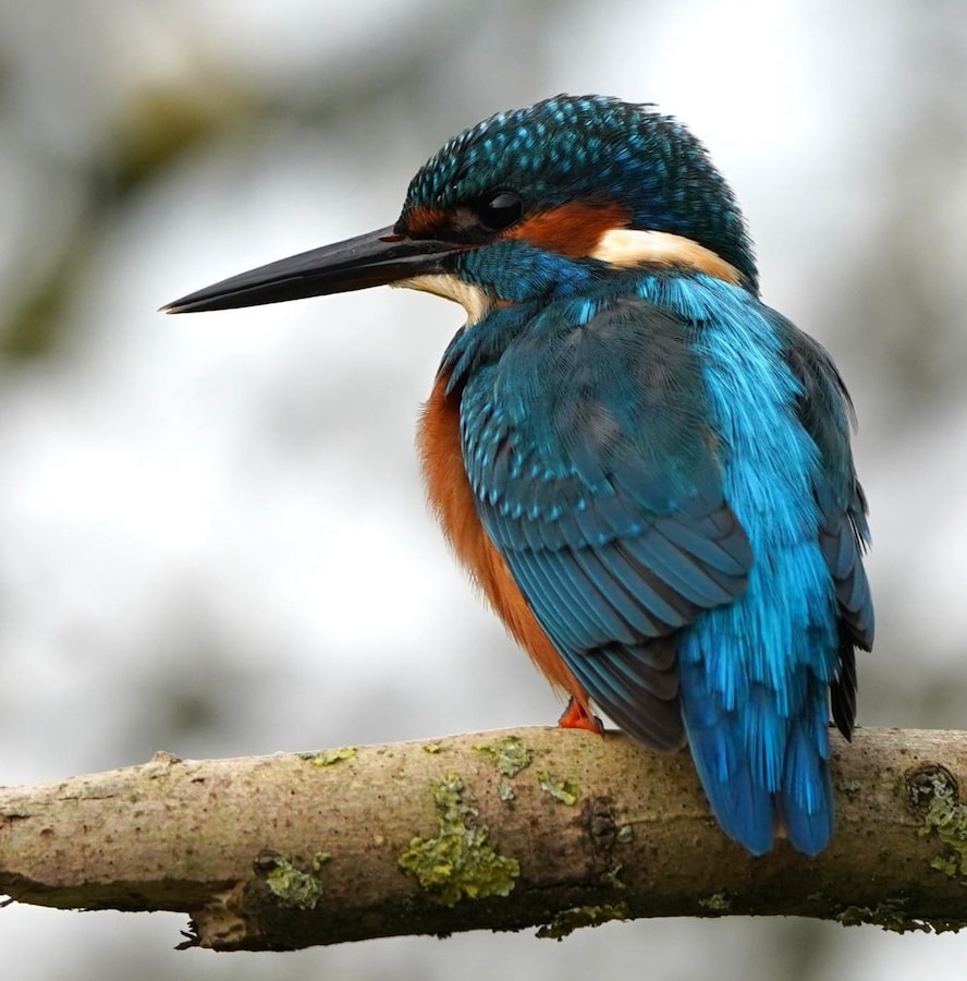 Vogelwerkgroep Zutphen organiseert excursie op oude begraafplaats ...
