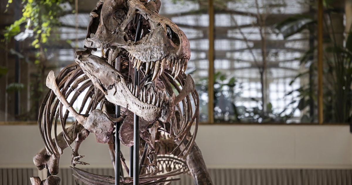 Paar miljoen over? Voor het eerst gaat in Europa reusachtig T. rex ...