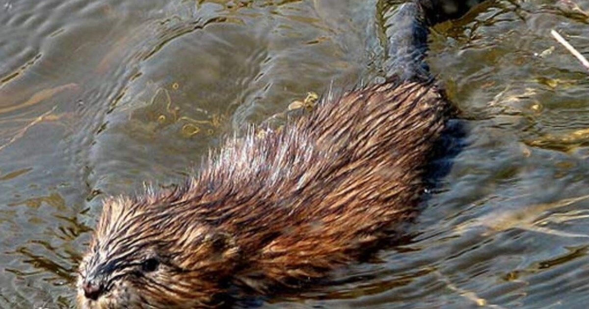 Ongeloof over de ‘bijtende bever’ | Utrecht | AD.nl