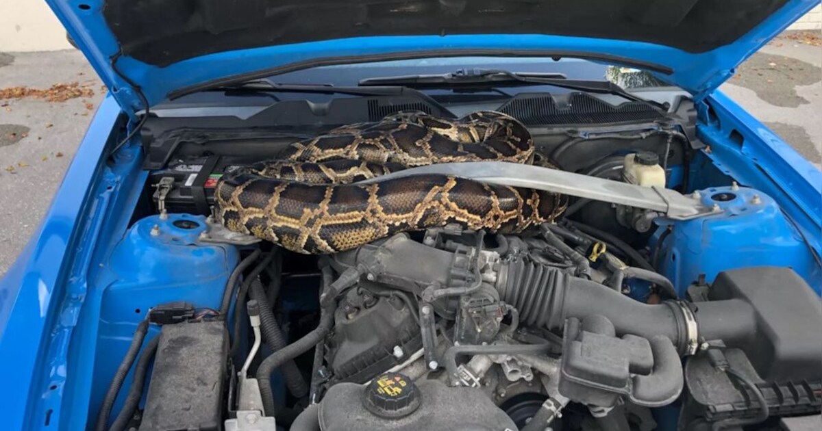 Amerikaan vindt drie meter lange python onder zijn motorkap | Auto | AD.nl