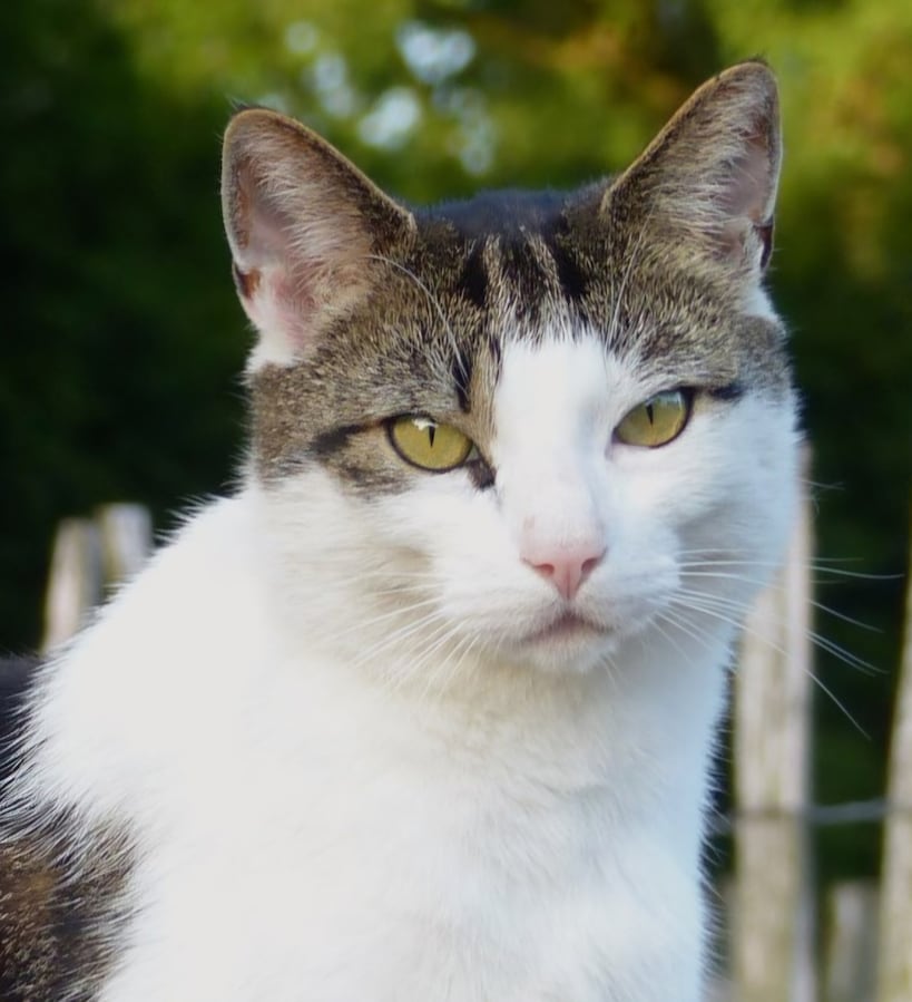 Heb jij Skipper, Gijs of Zazou gezien? Deze drie huisdieren worden in ...