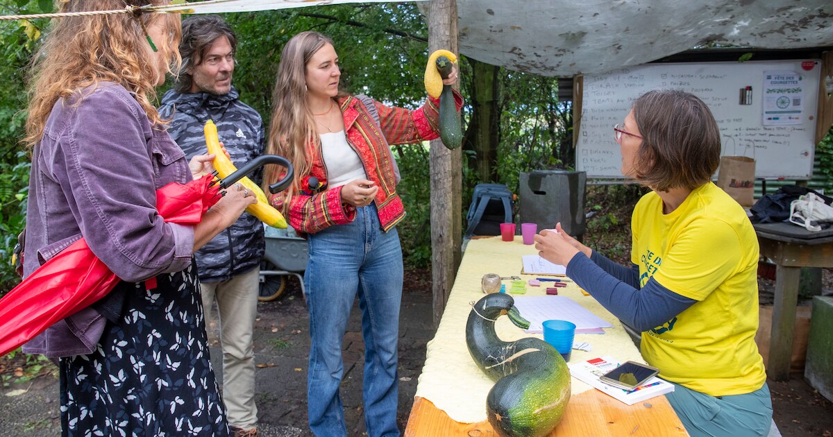 De grootste courgette wint een thuiswedstrijd in Wageningen | Regio | AD.nl