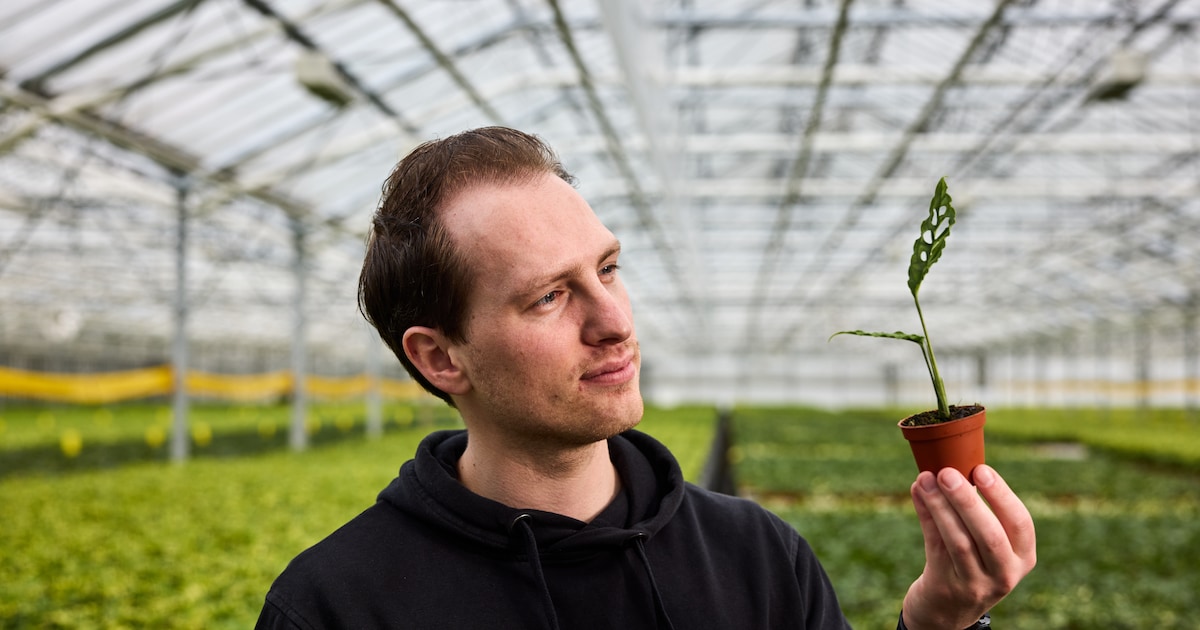 Jesse vroeg 1000 euro per plantje vol gaten: ‘Hype was minder groot dan ...
