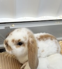 Heb jij Kiddy of Puck gezien? Deze twee huisdieren worden in Dalfsen ...