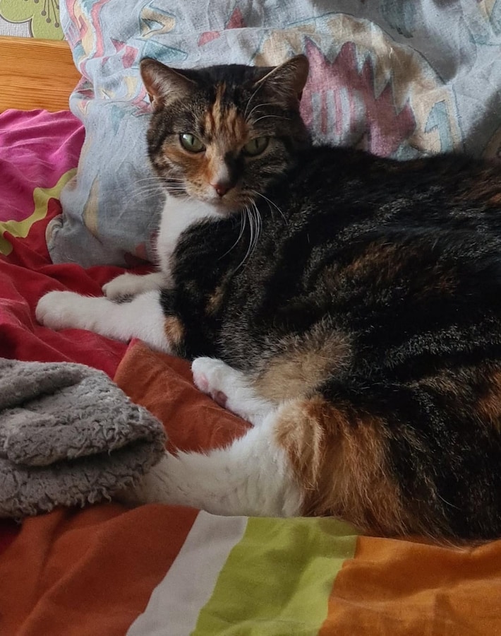 Heb jij Kiki, Molly of Olaf gezien? Deze 12 huisdieren worden in ...