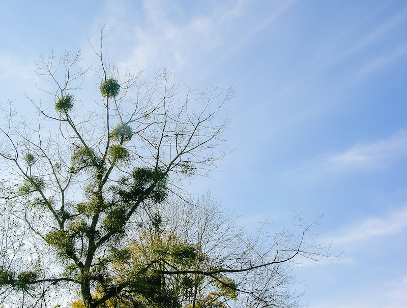 Project 'Zutphen in het Groen' helpt inwoners buitengebied bij ...
