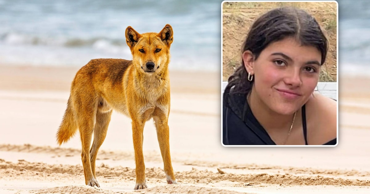 Canadese backpacker (19) verdrinkt nadat dingo’s haar de zee in jagen ...
