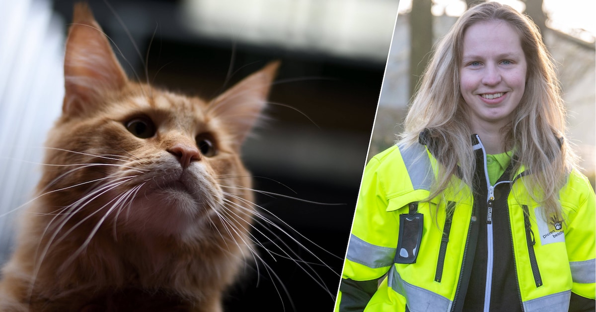 Tranen in Rijssen om dode Maine Coon: ‘Wat zeg je tegen een jarig kind ...