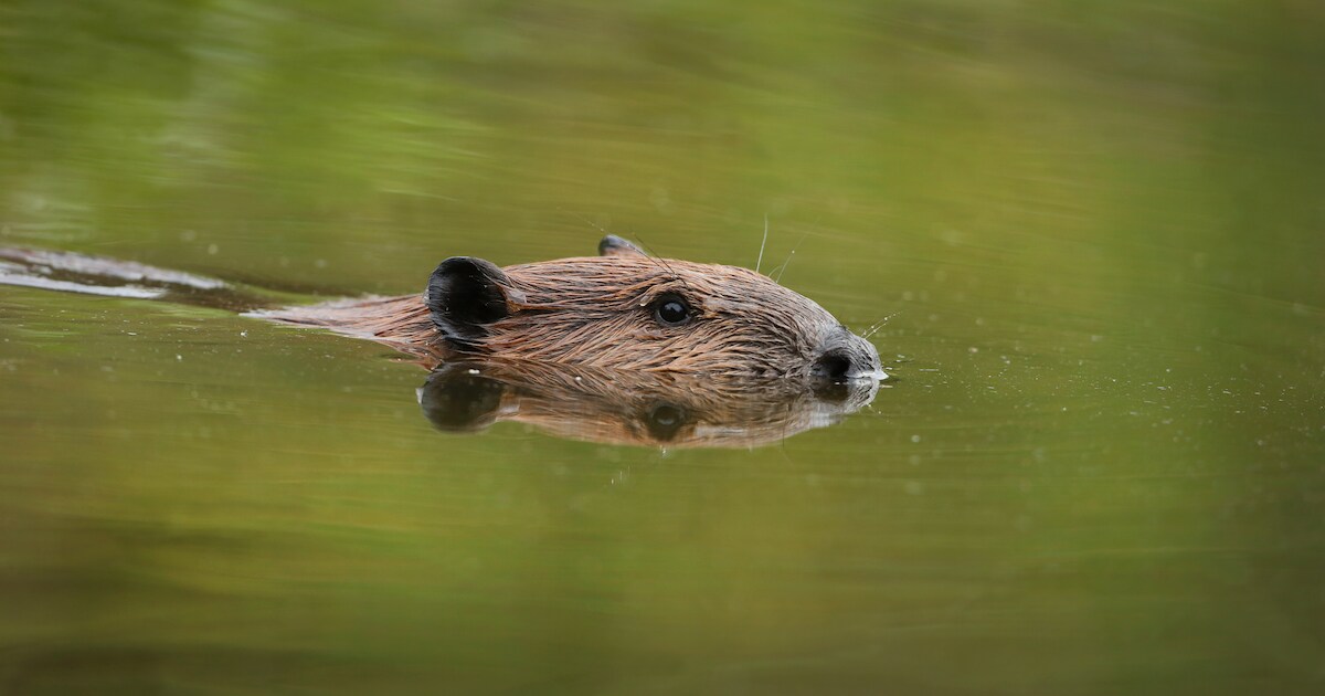 Bever bedreigt veiligheid van de dijken: ‘We maken ons zorgen over het ...