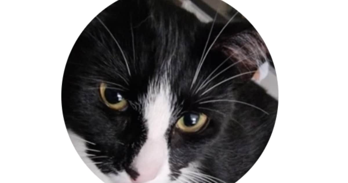 Heb jij Nala gezien? Dit huisdier wordt in Oostzaan vermist | Regio | AD.nl