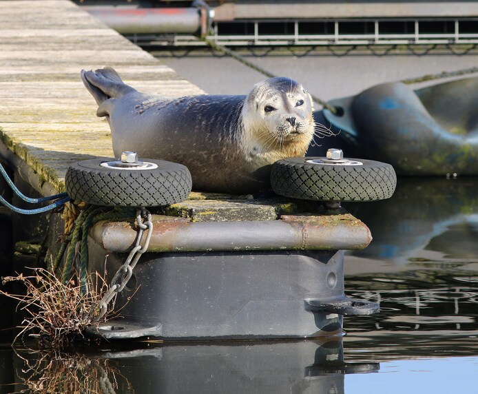 Gezonde zeehond voelt zich thuis in Werkendam: ‘Dit is bizar mooi ...