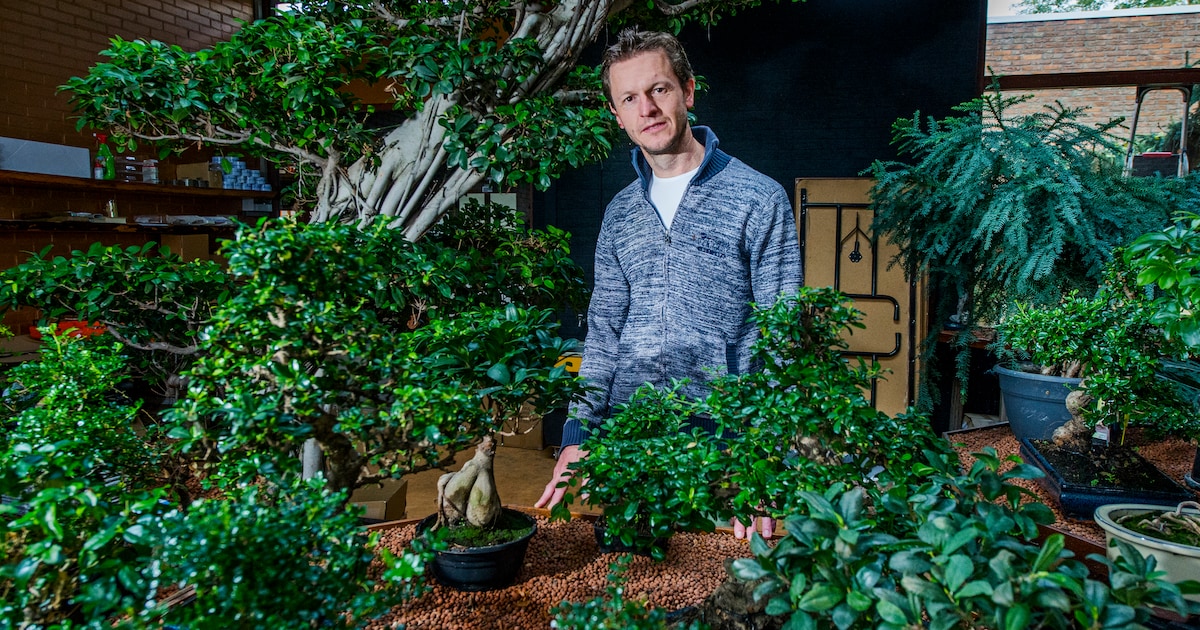 Nieuwerkerkse bonsaikweker Teunis Jan Klein overleden | In herinnering ...