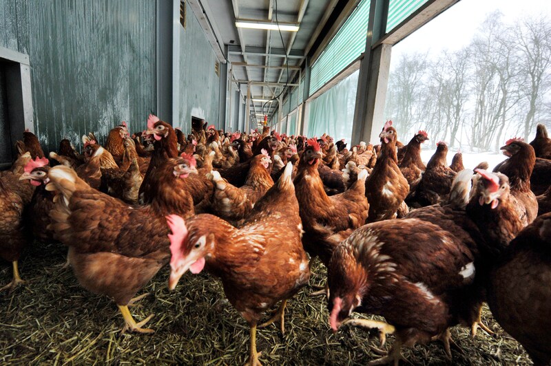 Pluimvee mag weer naar buiten: ophokplicht is opgeheven (behalve in ...