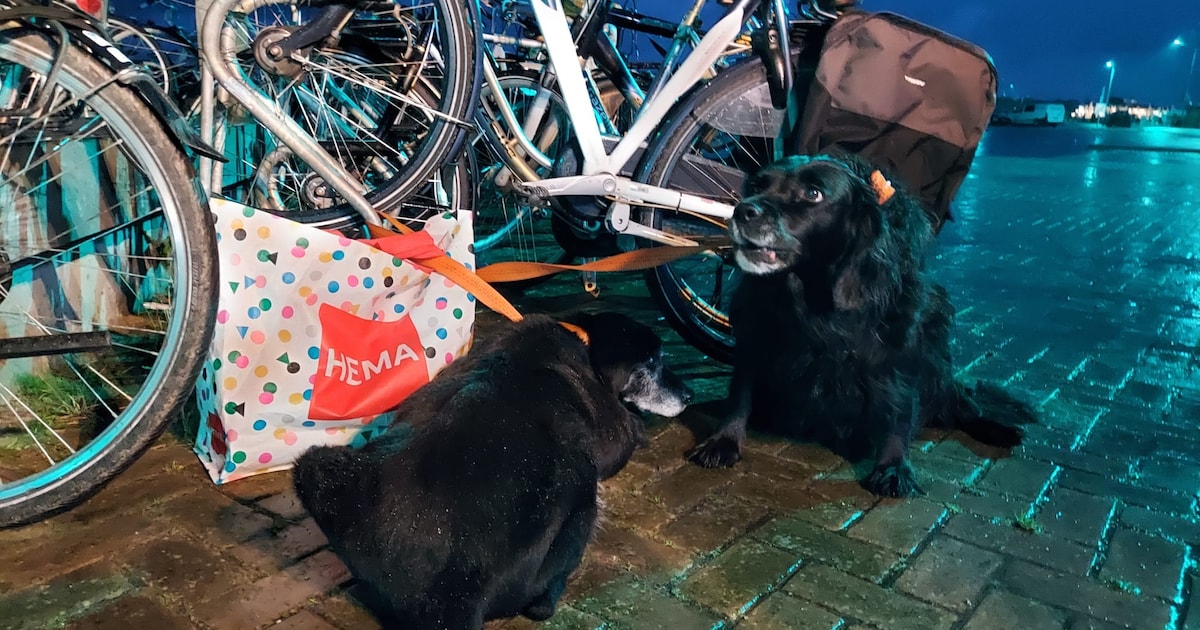 Twee honden gedumpt op Ameland, baasje vertrekt zelf met veerboot: ‘We ...