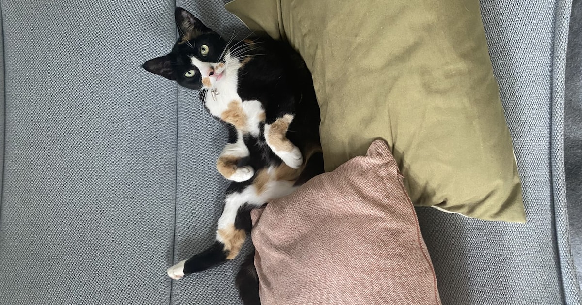 Heb jij Sam, Maya of Lilly gezien? Deze drie huisdieren worden in Emmen ...