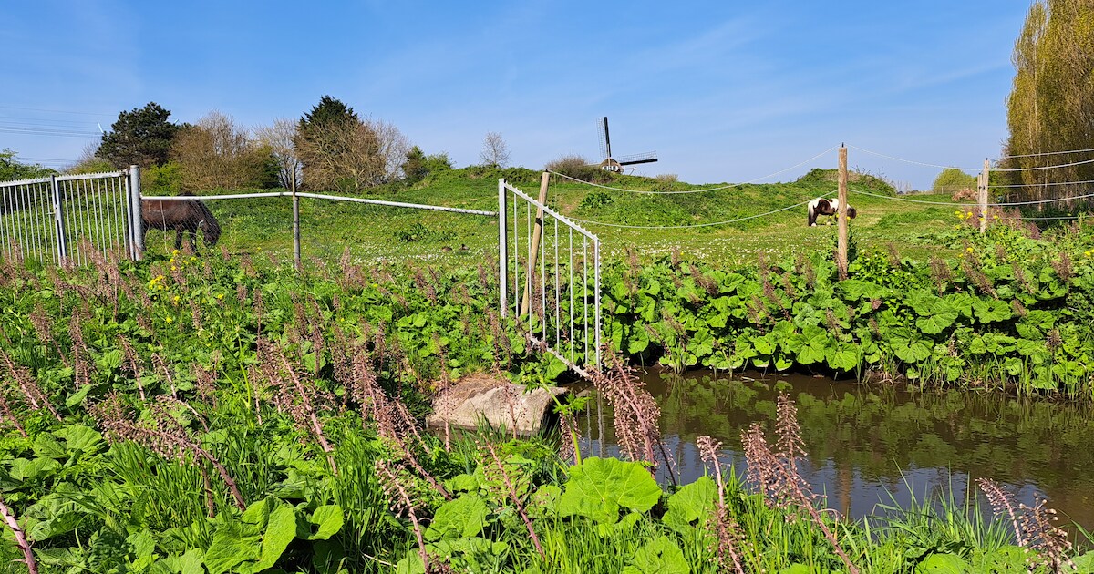 Plan voor grote energieopslag in Den Hoorn om elektriciteitsnet te ondersteunen: ‘Deze plek is ...