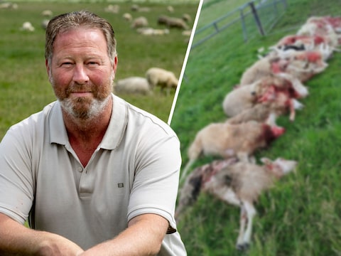 Boer Alexander verrast door de wolf: is dit stukje Overijssel nu ook ...