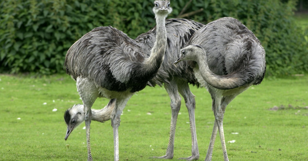 Nandoe loopt al dagen langs de weg in Drenthe, maar laat zich nog niet ...