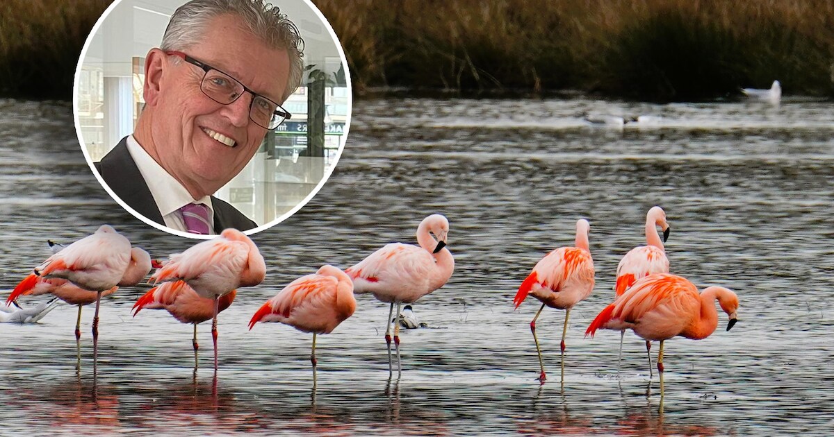 Bedreigen flamingo’s en zeearenden jubileumfestiviteiten Zeewolde? ‘We ...