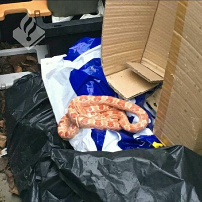 Rode rattenslang ontsnapt in Woudenberg | Utrecht | AD.nl